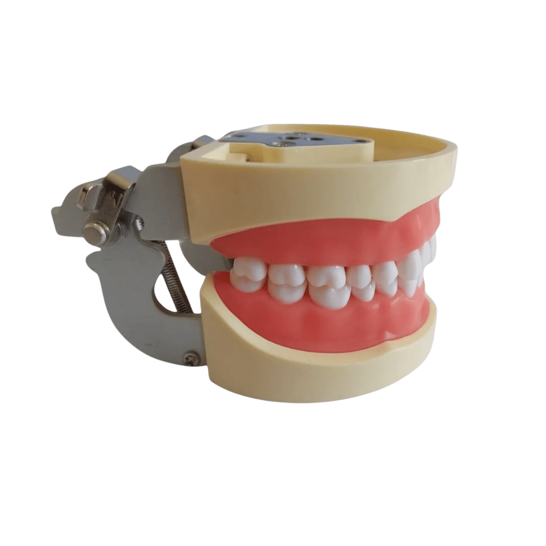 Arcadas Dentales Tipo Nissin 32 Dientes Encia Blanda Equipos