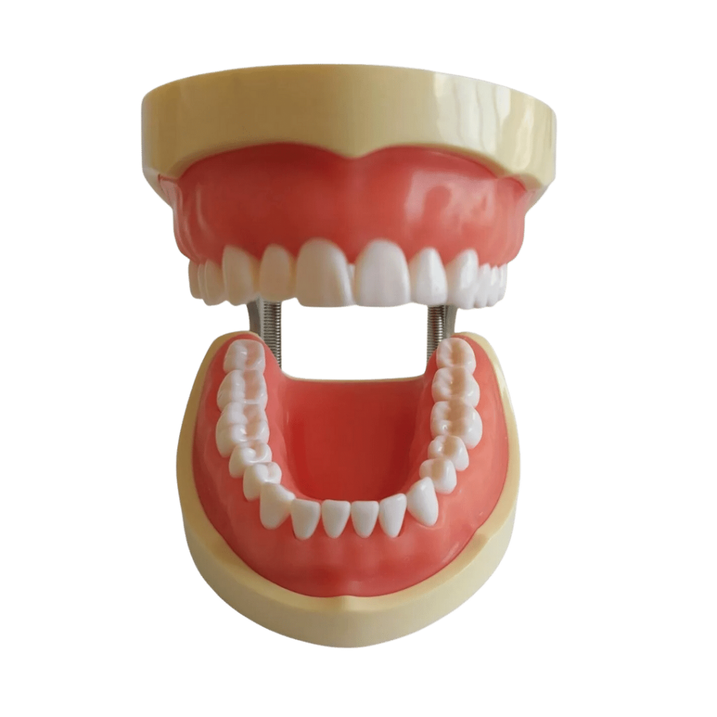 Arcadas Dentales Tipo Nissin, 32 Dientes, Encia Blanda – DENTIMOVIL ...